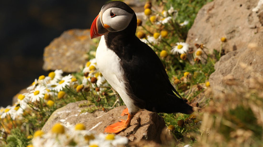 Why do some birds hop and others run? | Times Knowledge India