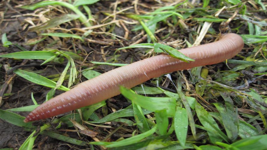Fried egg earthworms isn’t a dish! | Times Knowledge India