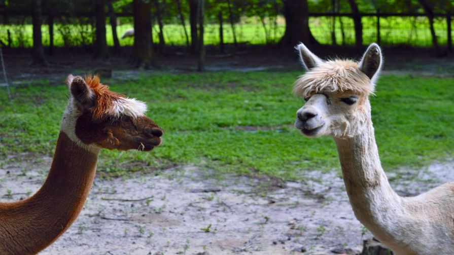 Loneliness can and does kill alpacas | Times Knowledge India