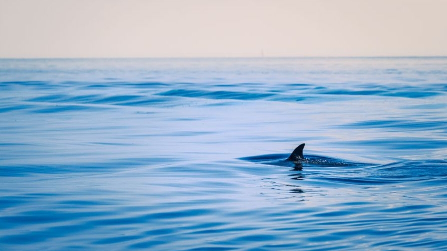 Sharks can be jazz buffs too! | Times Knowledge India