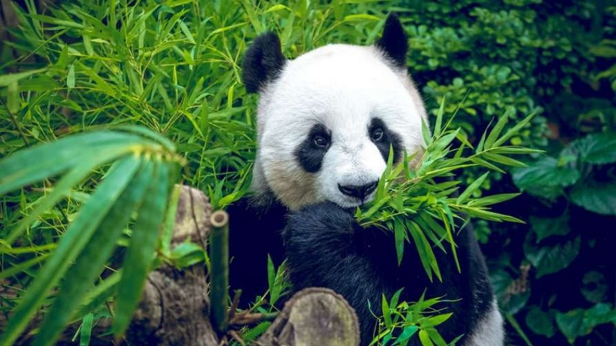 Giant pandas are a tightly-controlled Chinese monopoly | Times ...