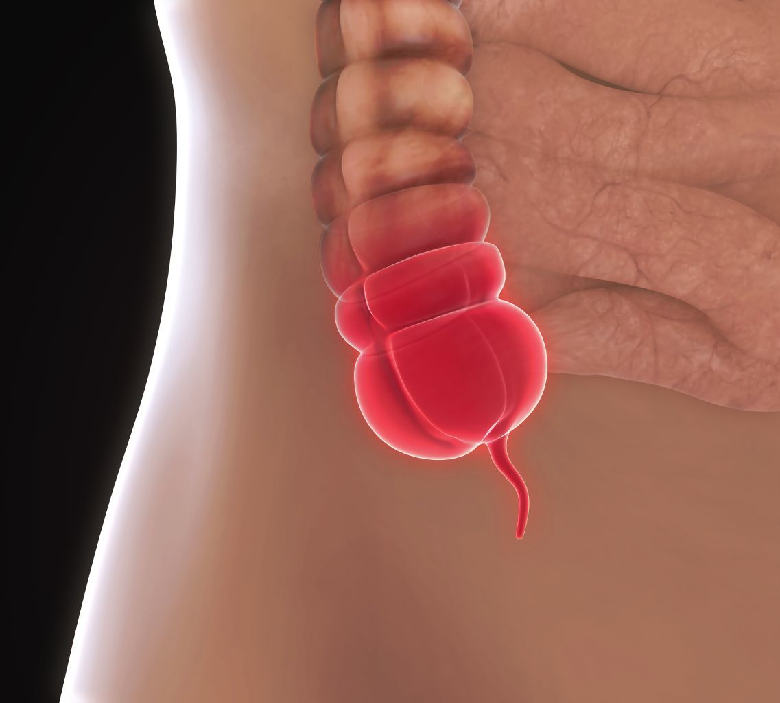 What Is The Function Of The Human Appendix Times Knowledge India
