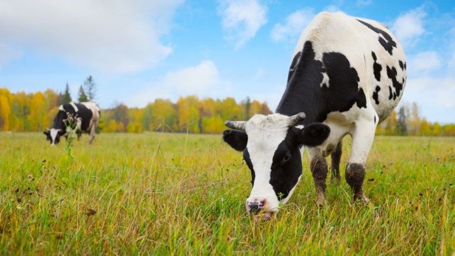 Cows and seaweed: a combination to save the Earth | Times Knowledge India